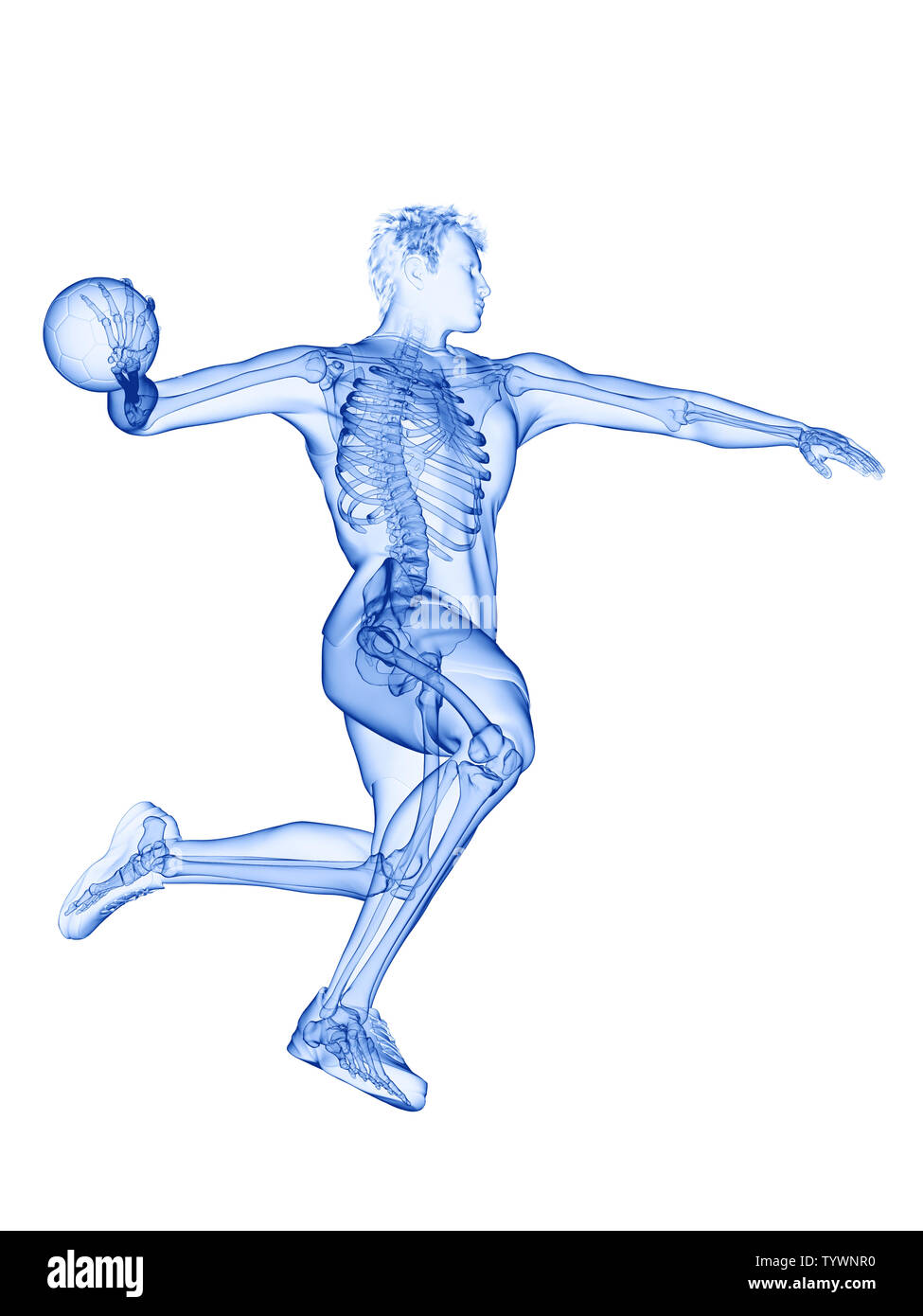 Anatomy of handball player hi-res stock photography and images - Alamy