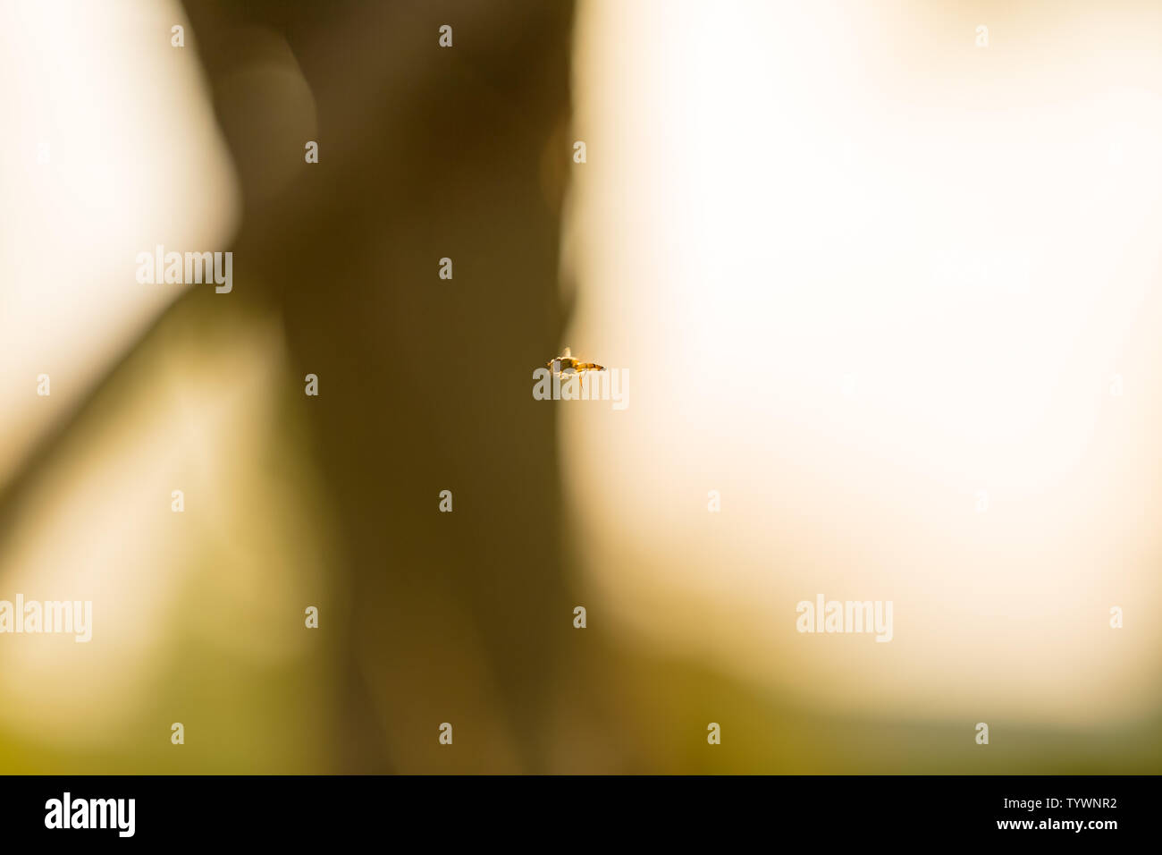 Aphid eating flies hi-res stock photography and images - Alamy