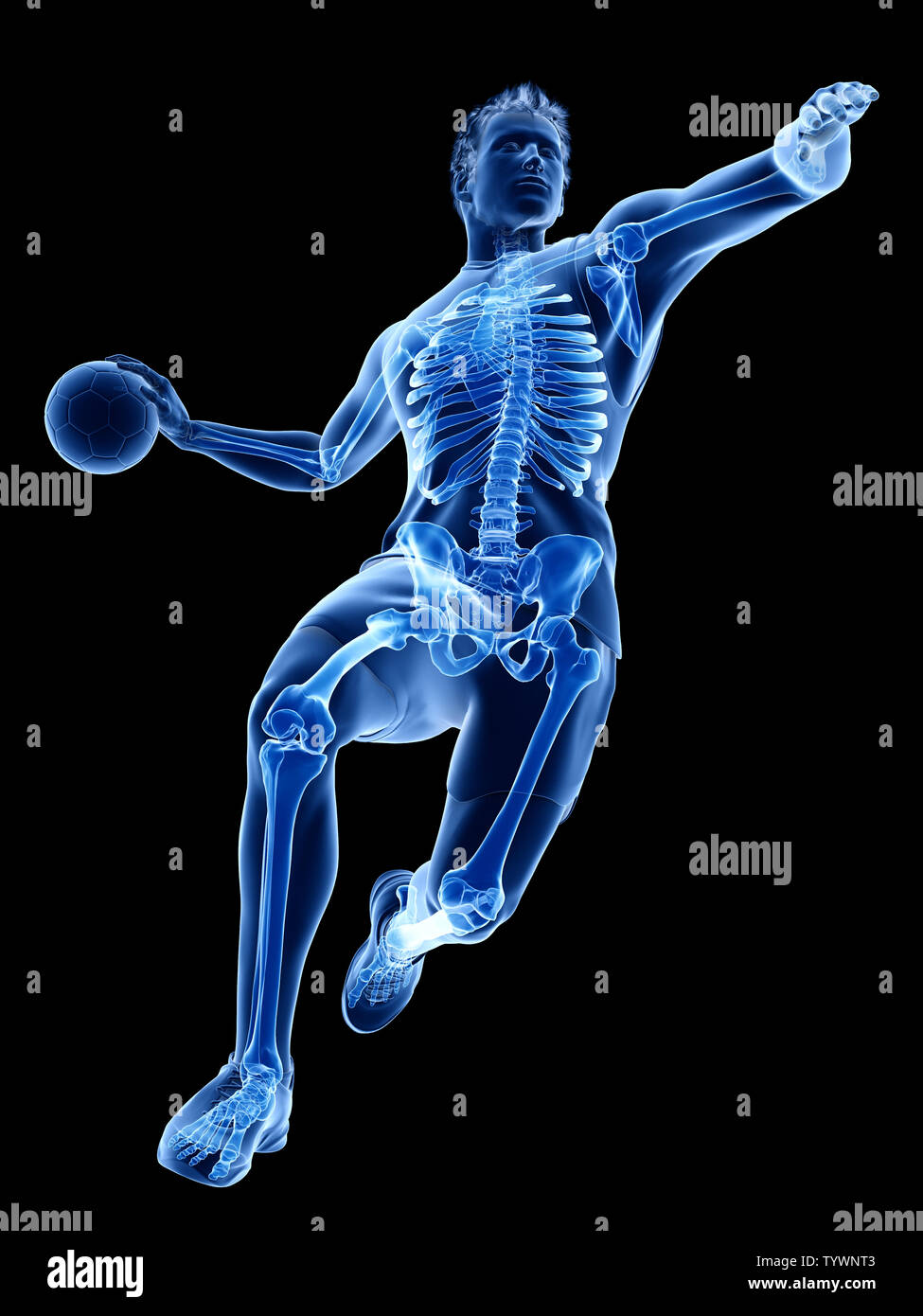 Anatomy of handball player hi-res stock photography and images - Alamy