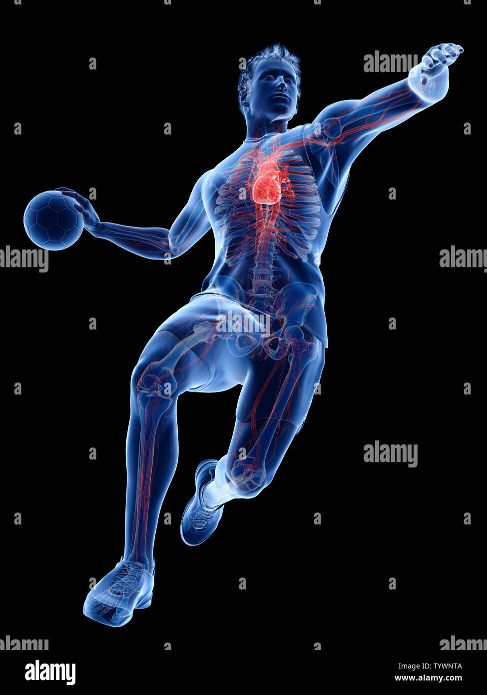 3d rendered medically accurate illustration of the heart of a handball ...