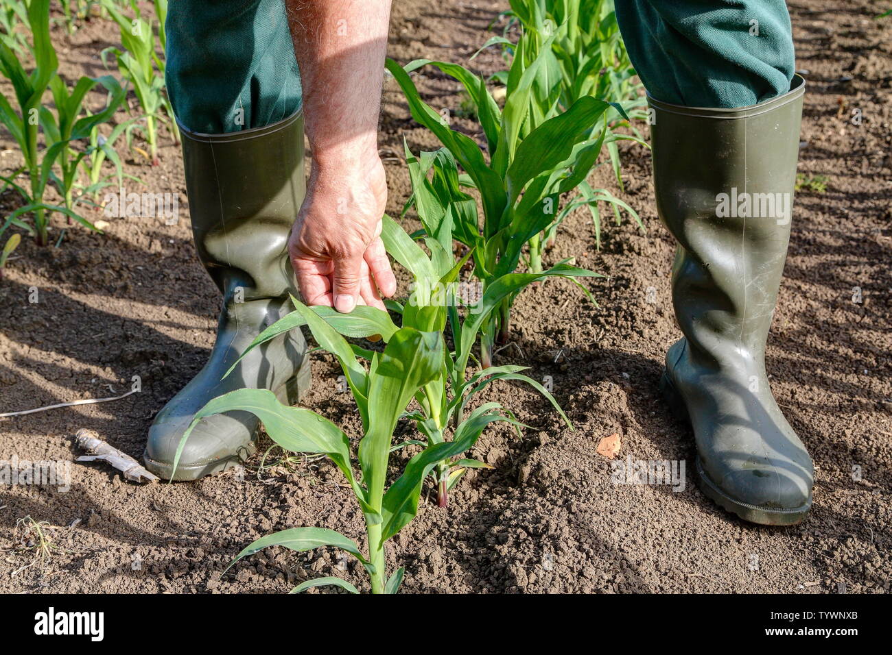 A number of pests and diseases harm the Corn. Therefore, a farmer ...