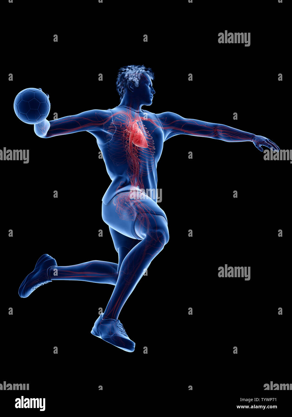 Anatomy of handball player hi-res stock photography and images - Alamy
