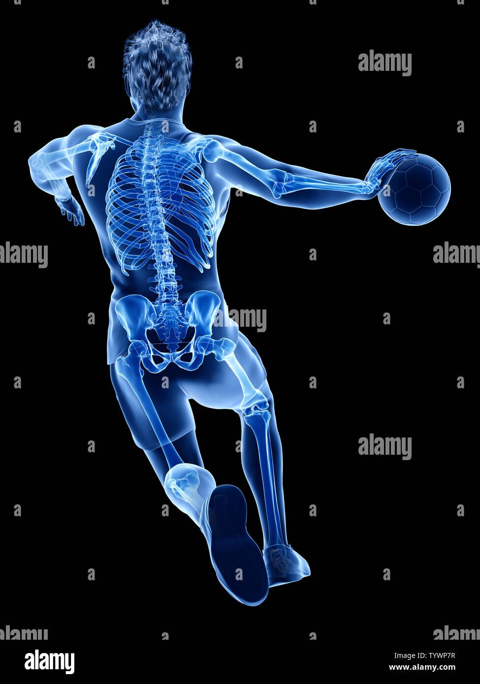 Anatomy of handball player hi-res stock photography and images - Alamy