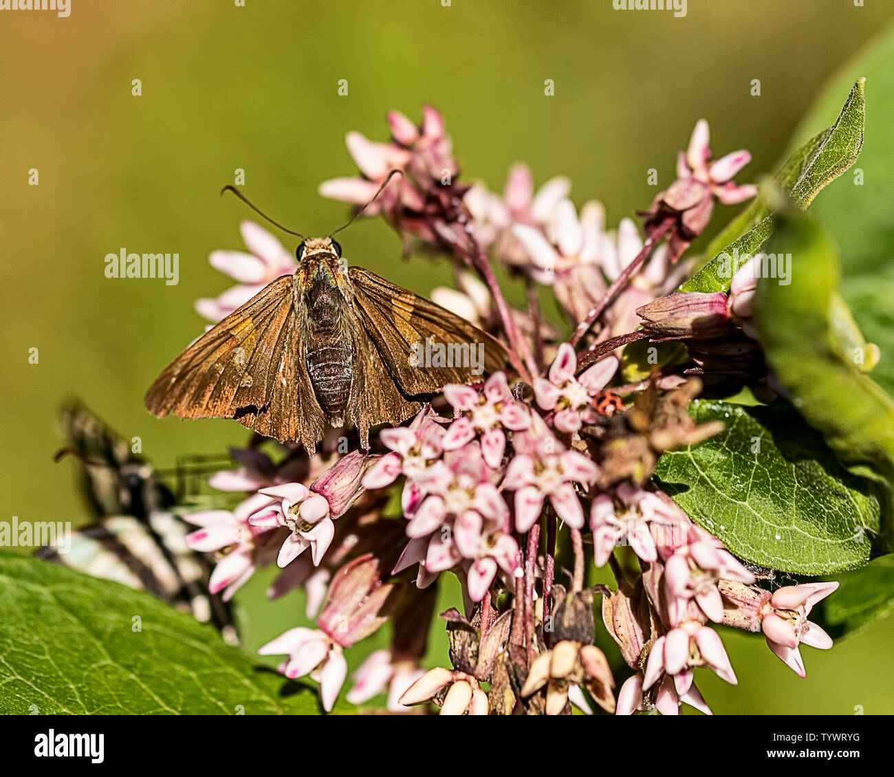 A duskywing skipper feeding on a Stock Photo - Alamy