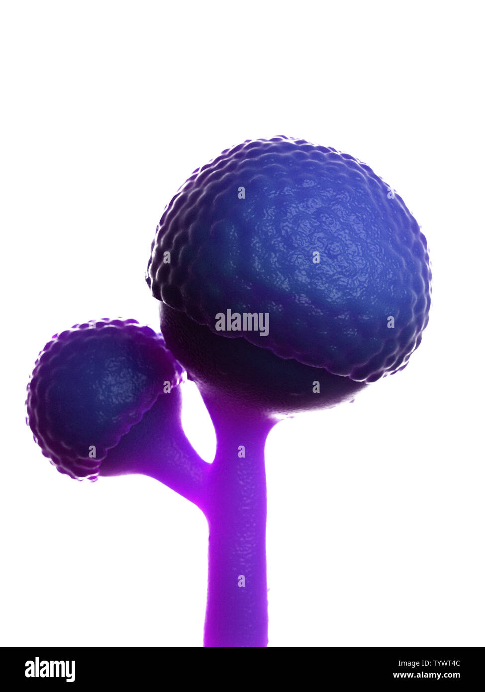 3d rendered illustration of the mold - rhizopus Stock Photo - Alamy
