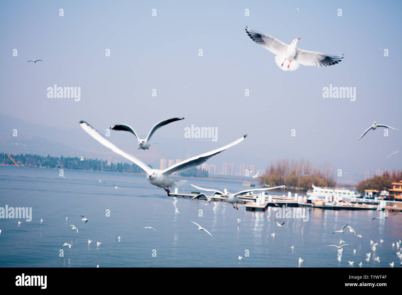 Red-billed gull at sea ridge dam in Dianchi Lake, Kunming Stock Photo ...