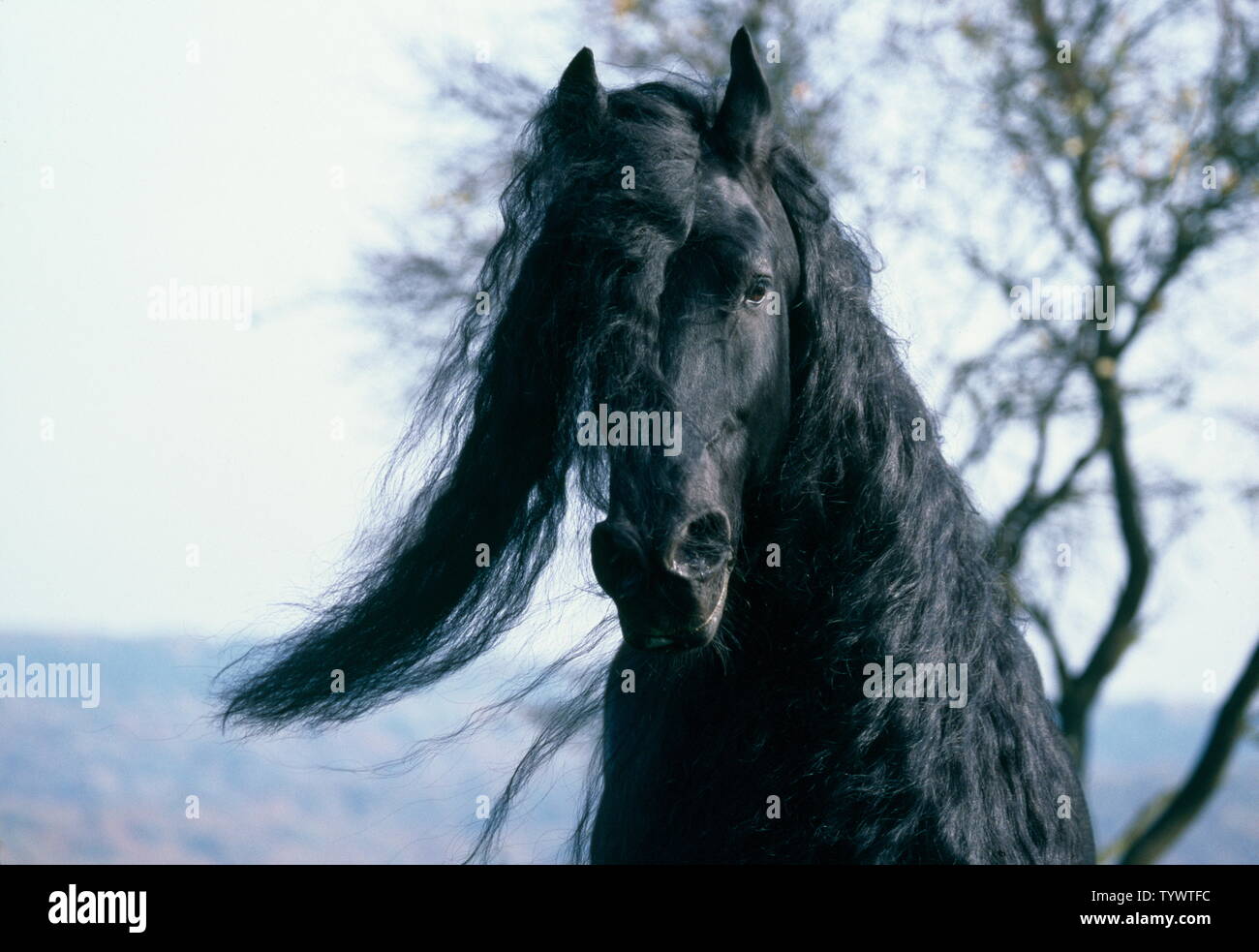 Friesian horses in natur hi-res stock photography and images - Alamy