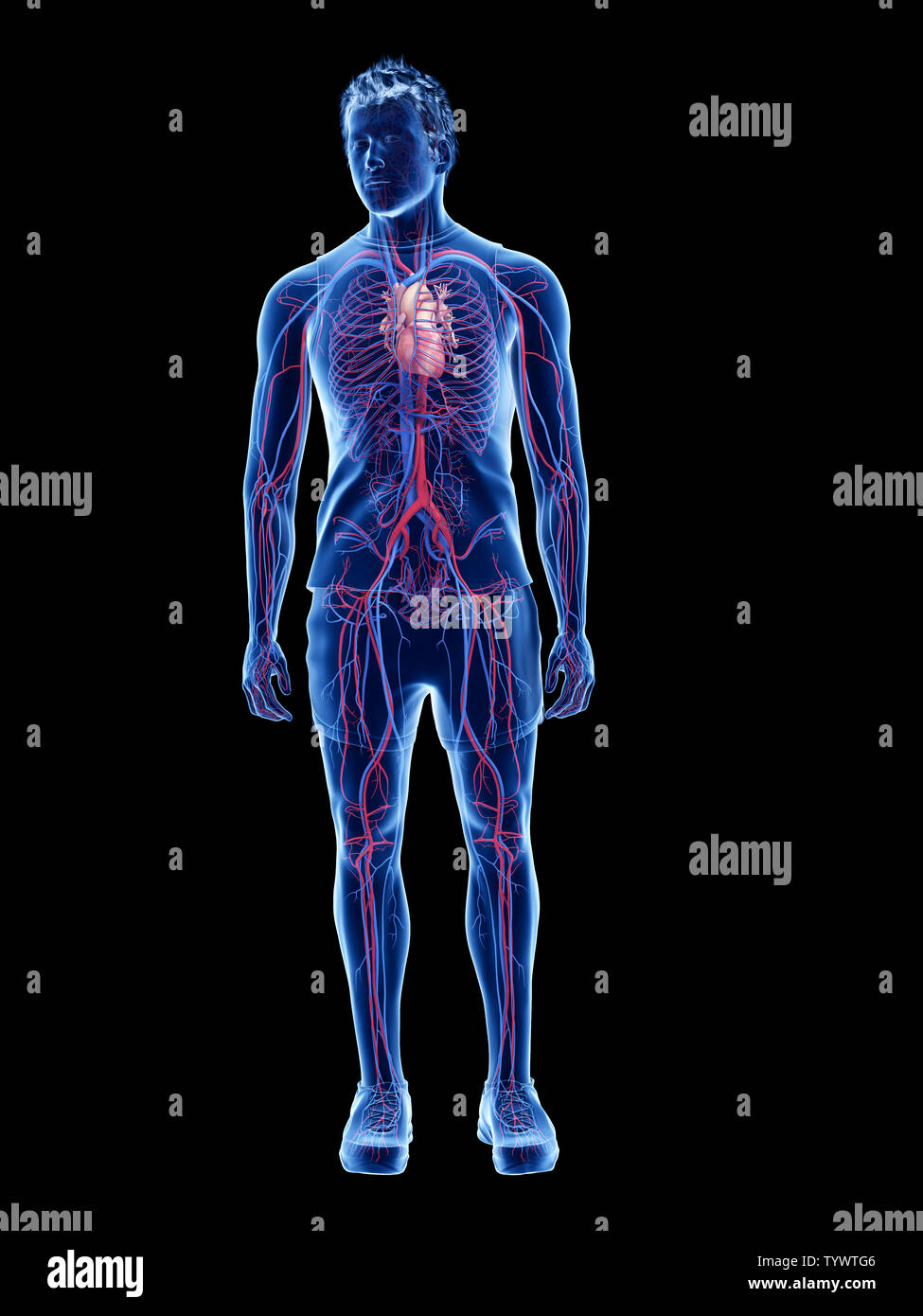 3d rendered medically accurate illustration of the human heart and ...