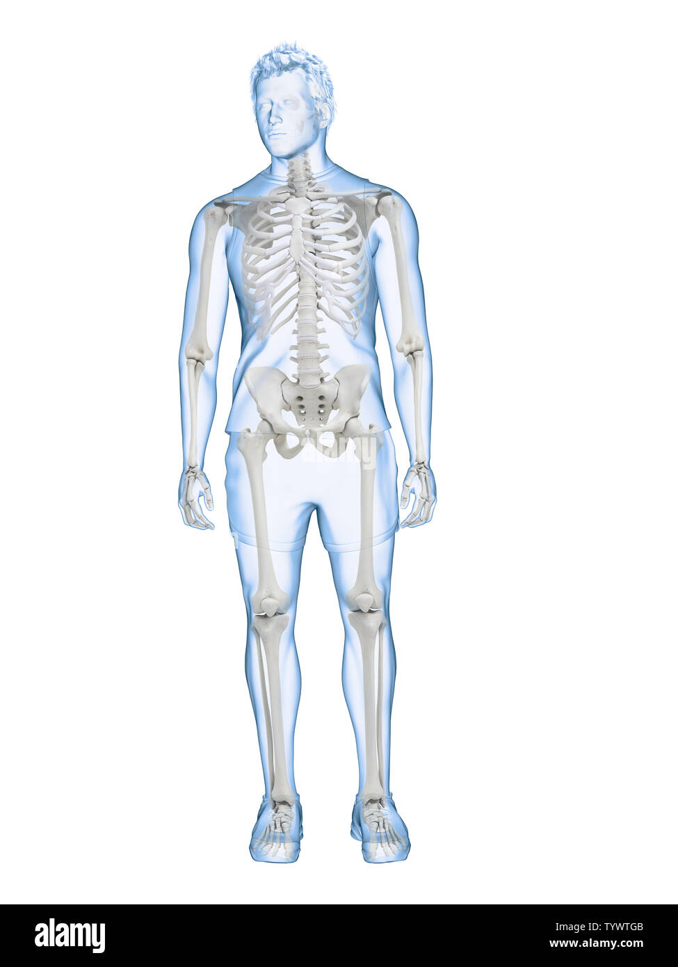 Human skeletal system hi-res stock photography and images - Alamy