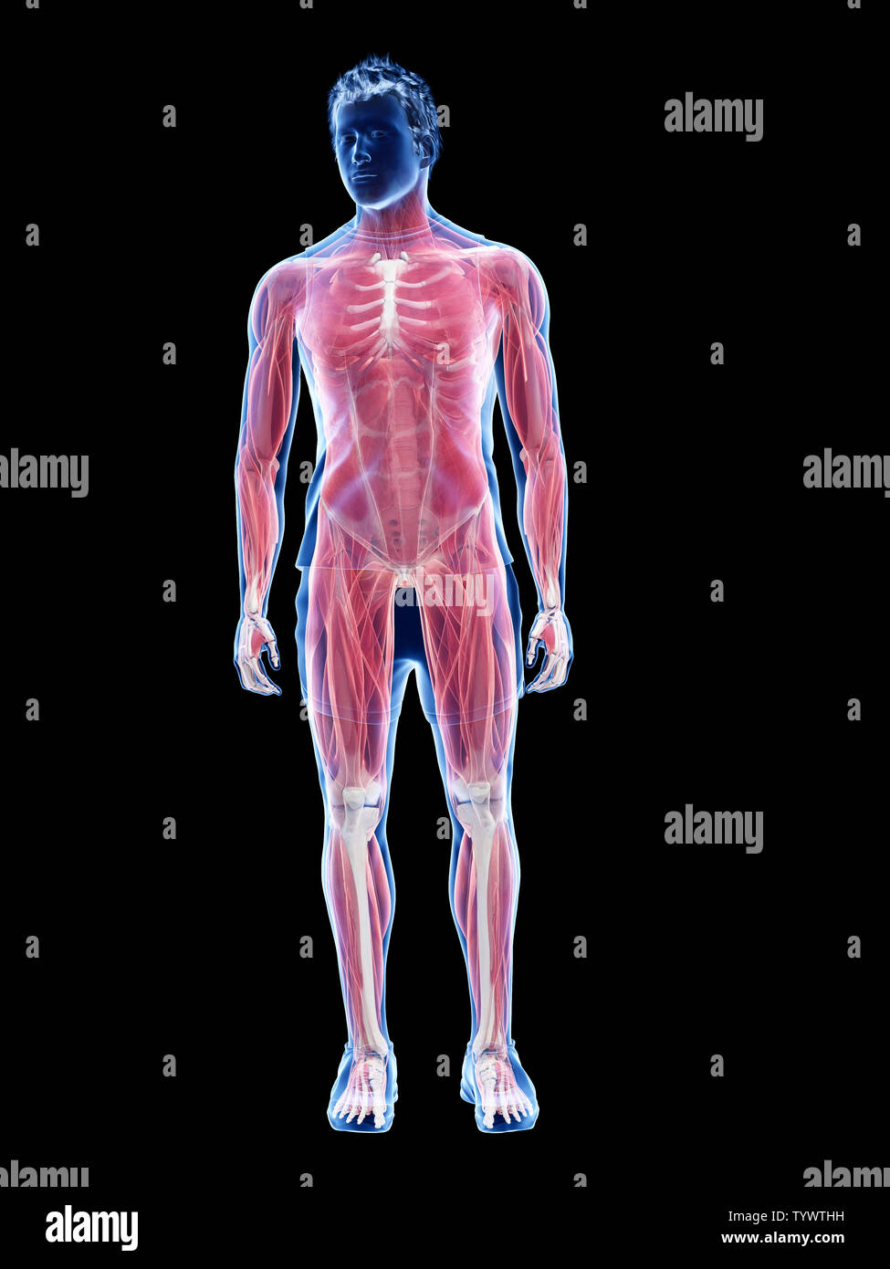 3d rendered medically accurate illustration of the male muscle system ...