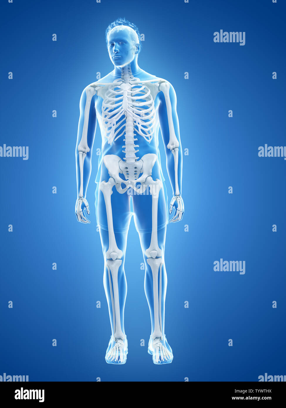 3d rendered medically accurate illustration of the human skeletal ...