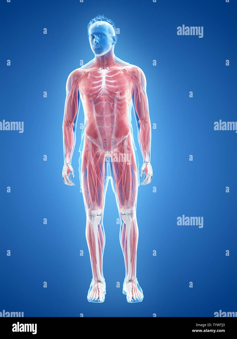 3d rendered medically accurate illustration of the male muscle system ...