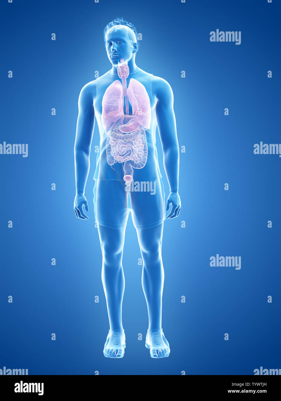 3d rendered medically accurate illustration of the human organs Stock ...