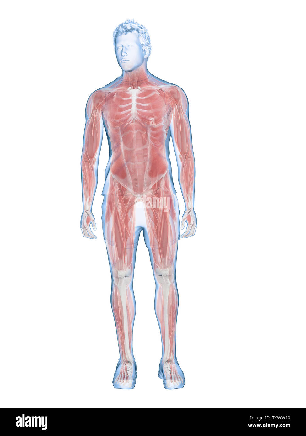 3d rendered medically accurate illustration of the male muscle system ...