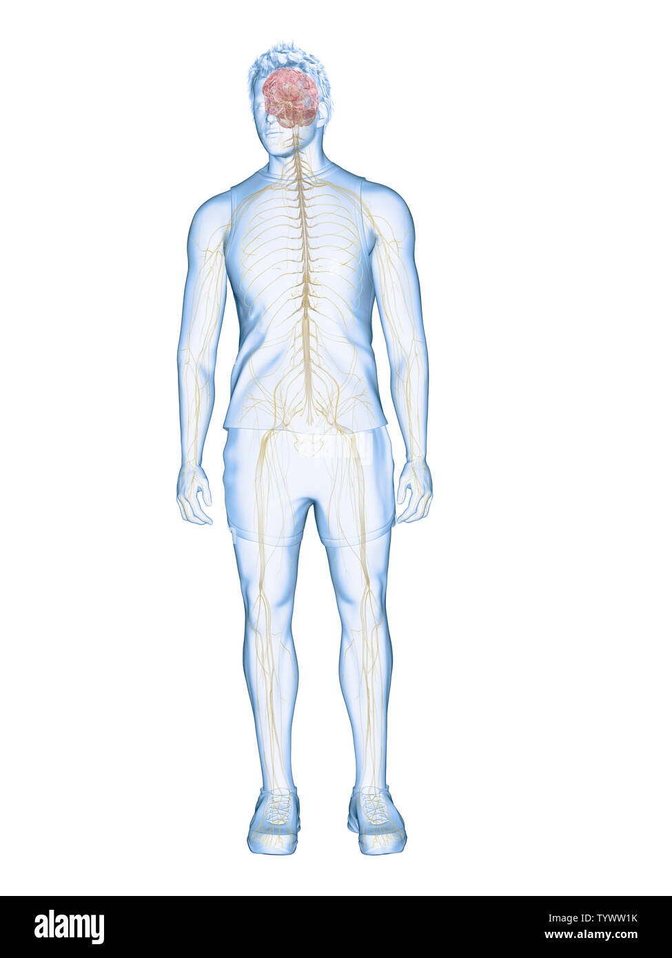 3d rendered medically accurate illustration of the human nervous system ...