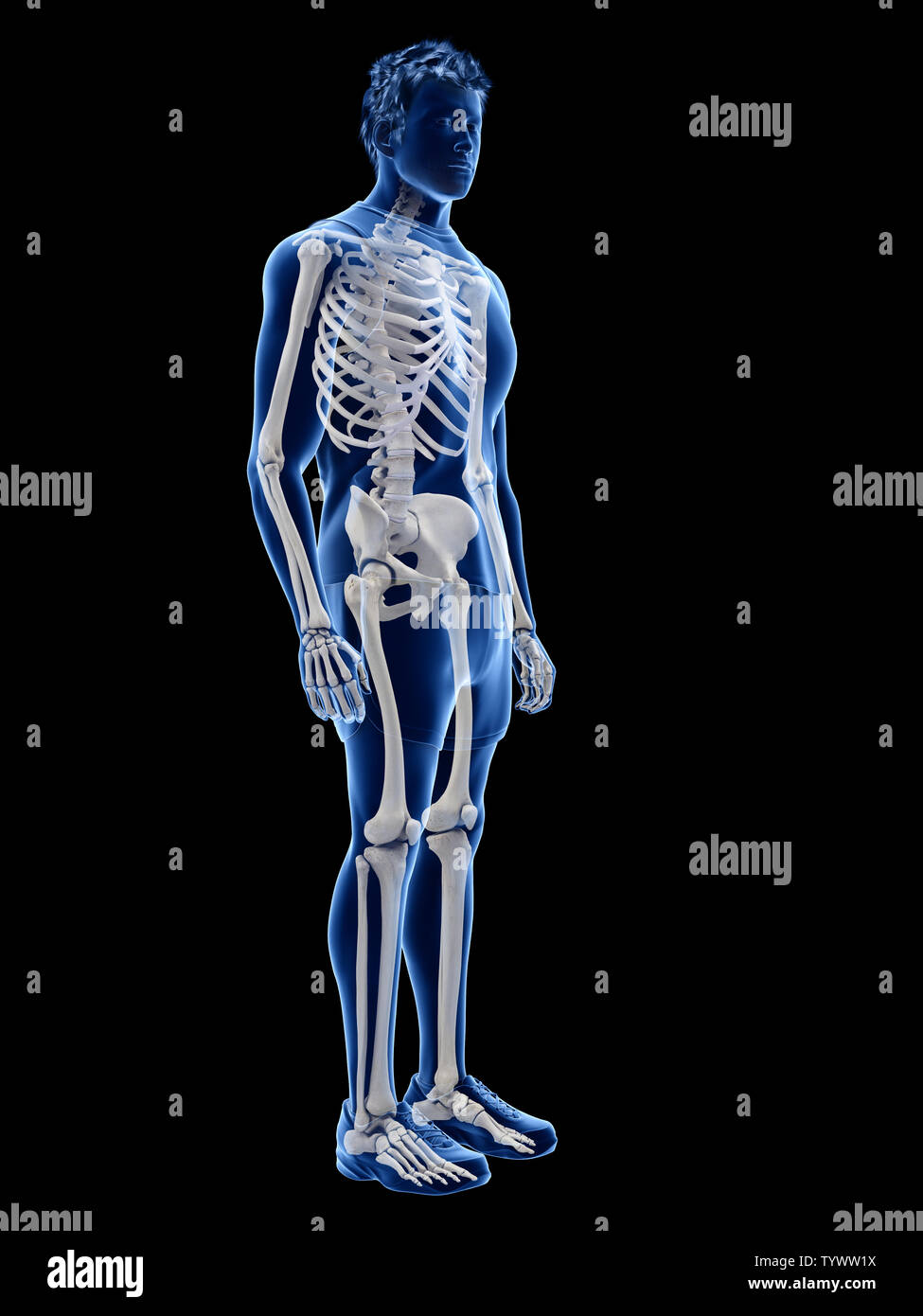 3d rendered medically accurate illustration of the human skeletal ...