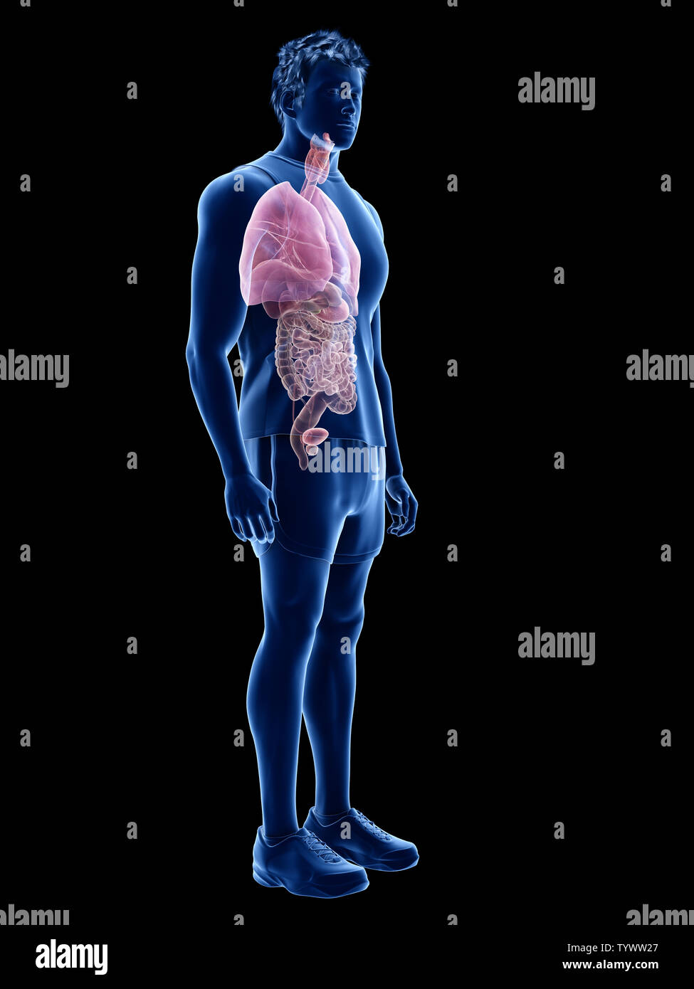 3d rendered medically accurate illustration of the human organs Stock ...