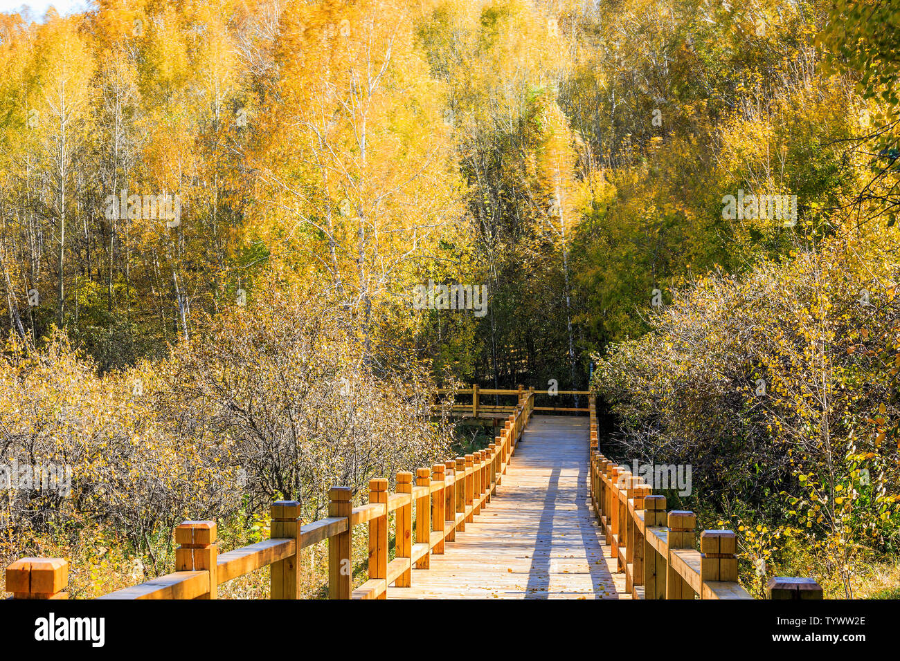 Magnolia paddock hi-res stock photography and images - Alamy