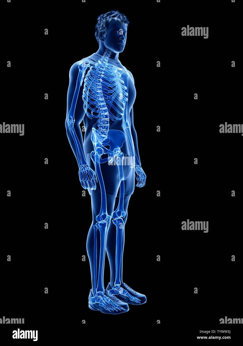 3d rendered medically accurate illustration of the human skeletal ...