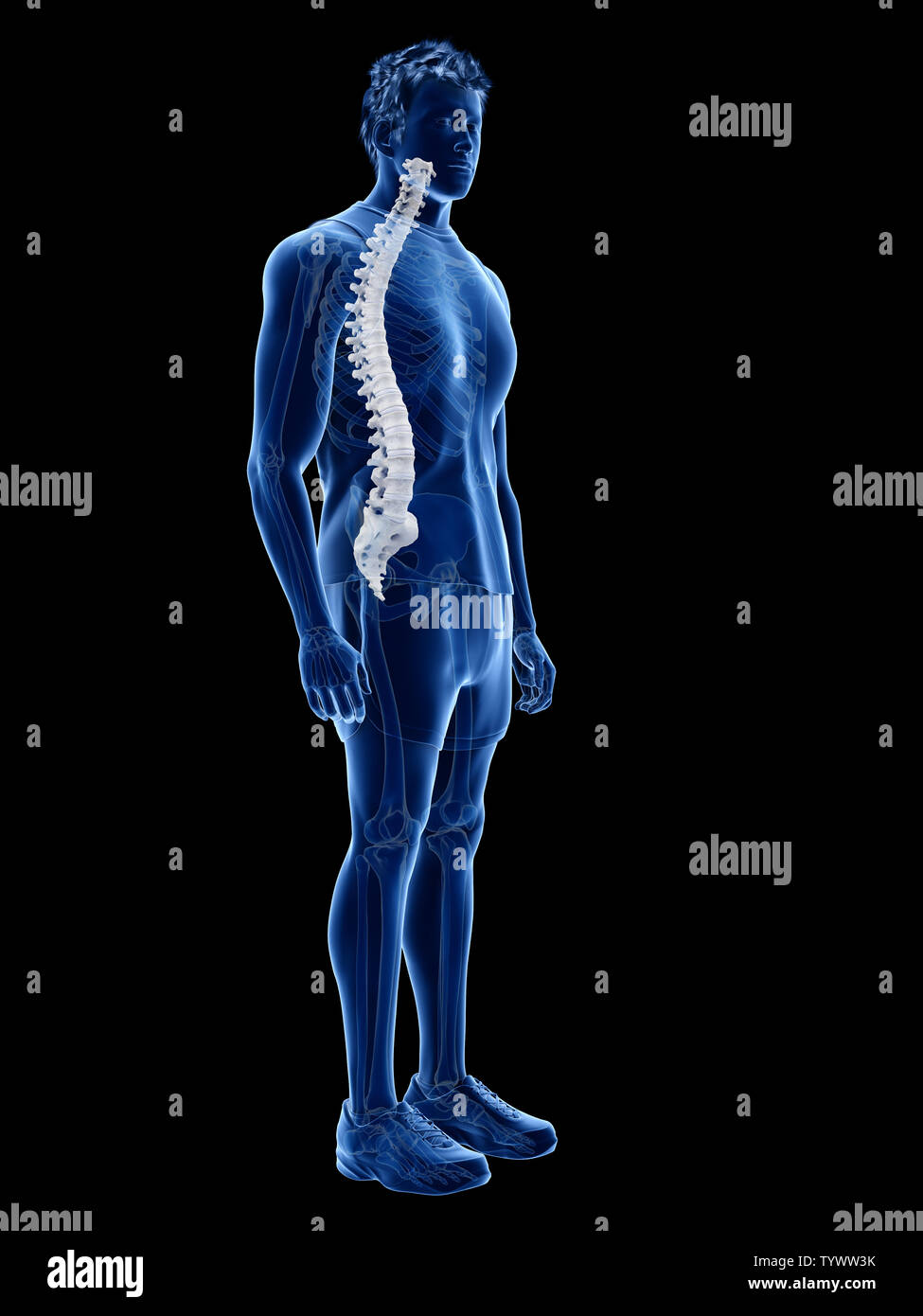 3d rendered medically accurate illustration of the human spine Stock ...