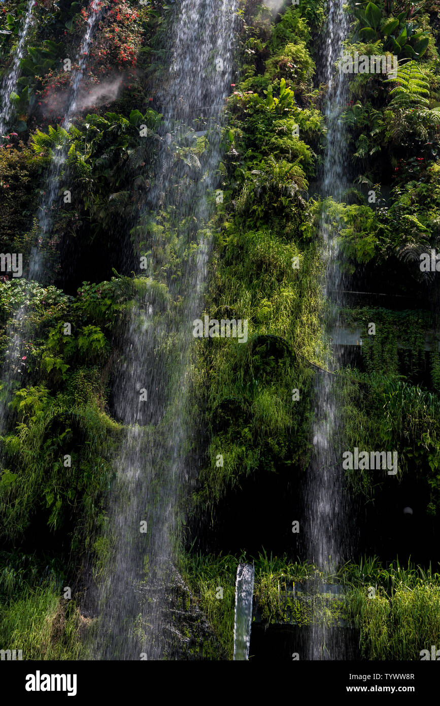 Rain tree singapore botanic gardens hi-res stock photography and images ...