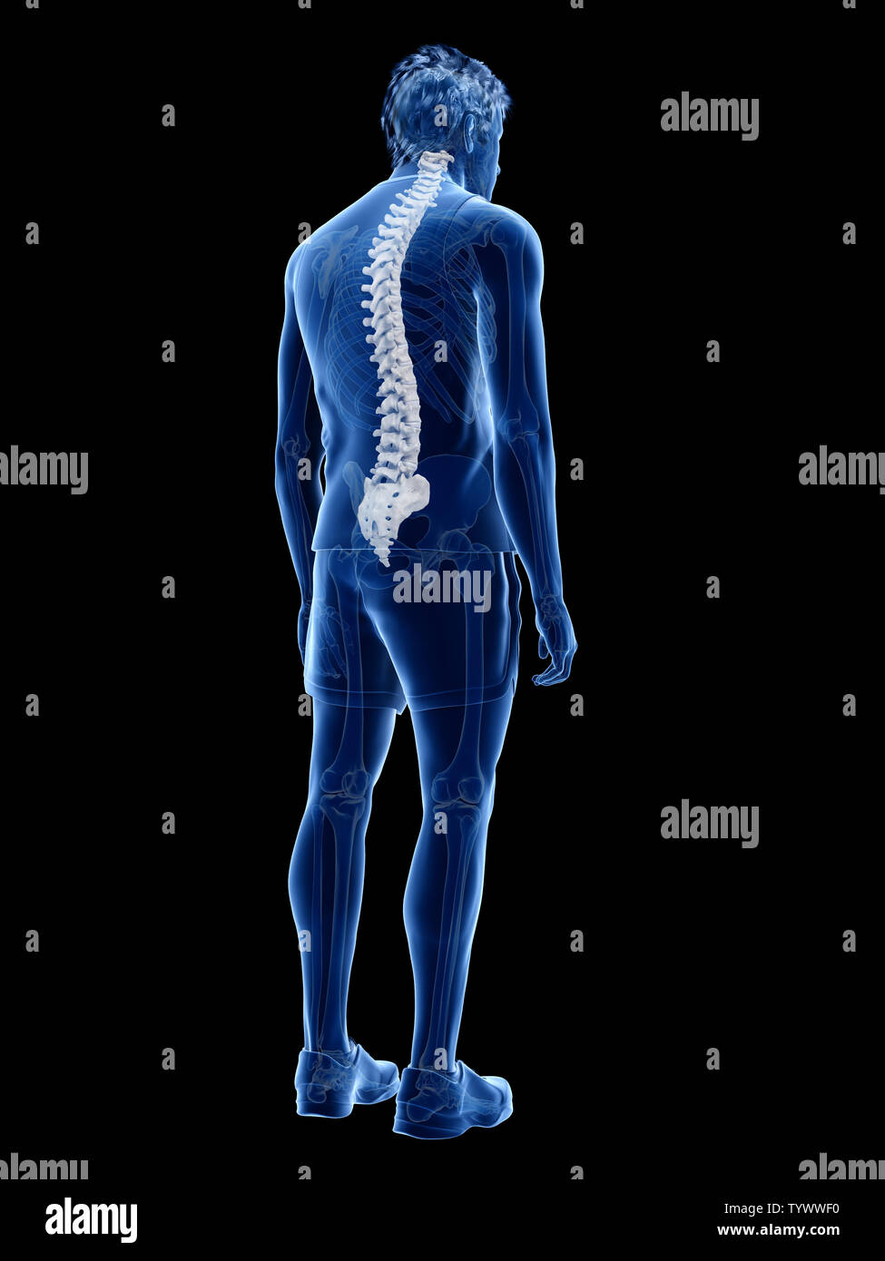 3d rendered medically accurate illustration of the human spine Stock ...