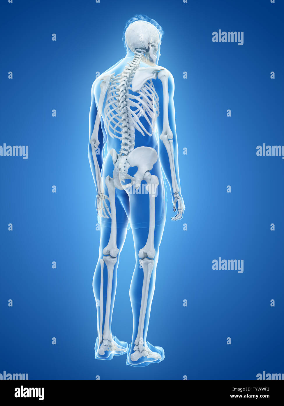 3d rendered medically accurate illustration of the human skeletal ...
