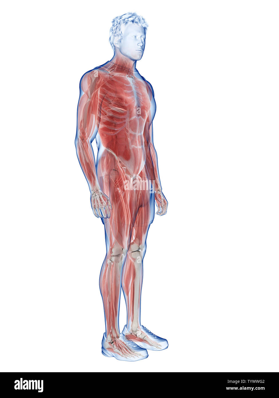 3d rendered medically accurate illustration of the male muscle system ...
