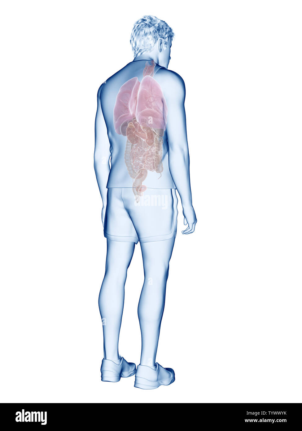 3d rendered medically accurate illustration of the human organs Stock ...