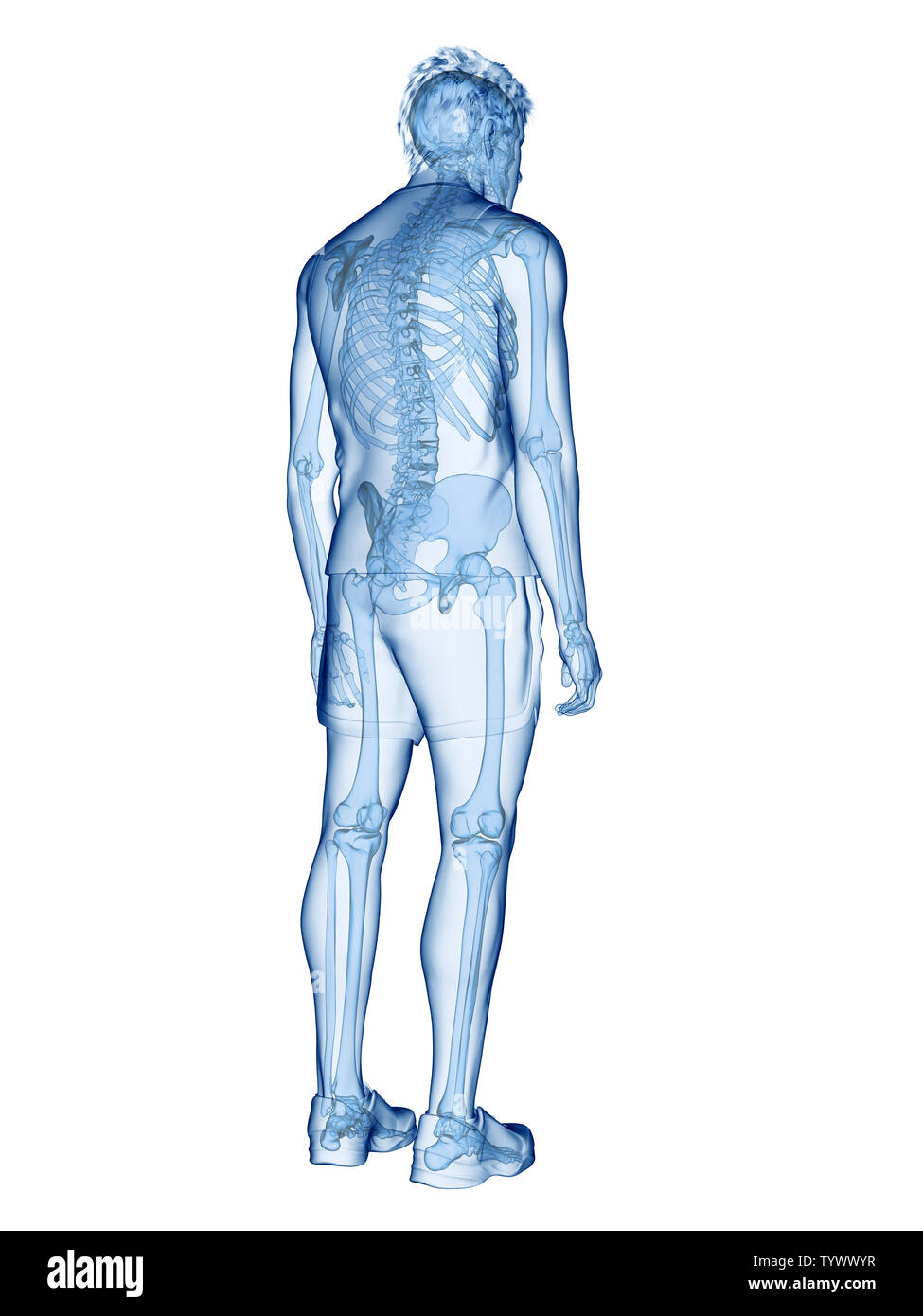 Human skeletal system hi-res stock photography and images - Alamy