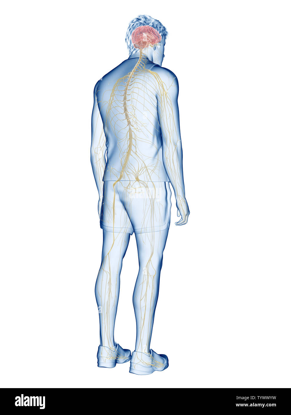 3d rendered medically accurate illustration of the human nervous system ...