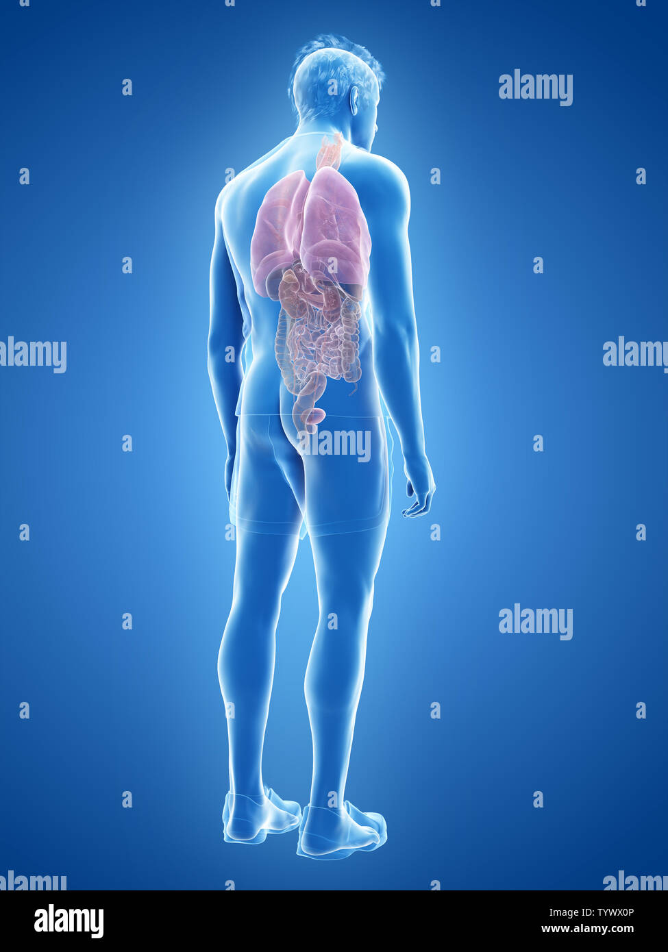 3d rendered medically accurate illustration of the human organs Stock ...