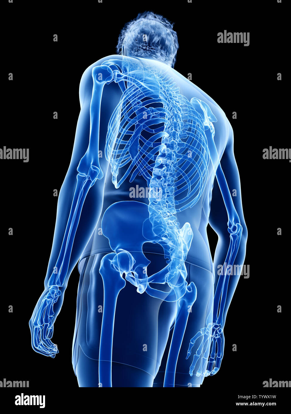3d rendered medically accurate illustration of the human skeletal ...