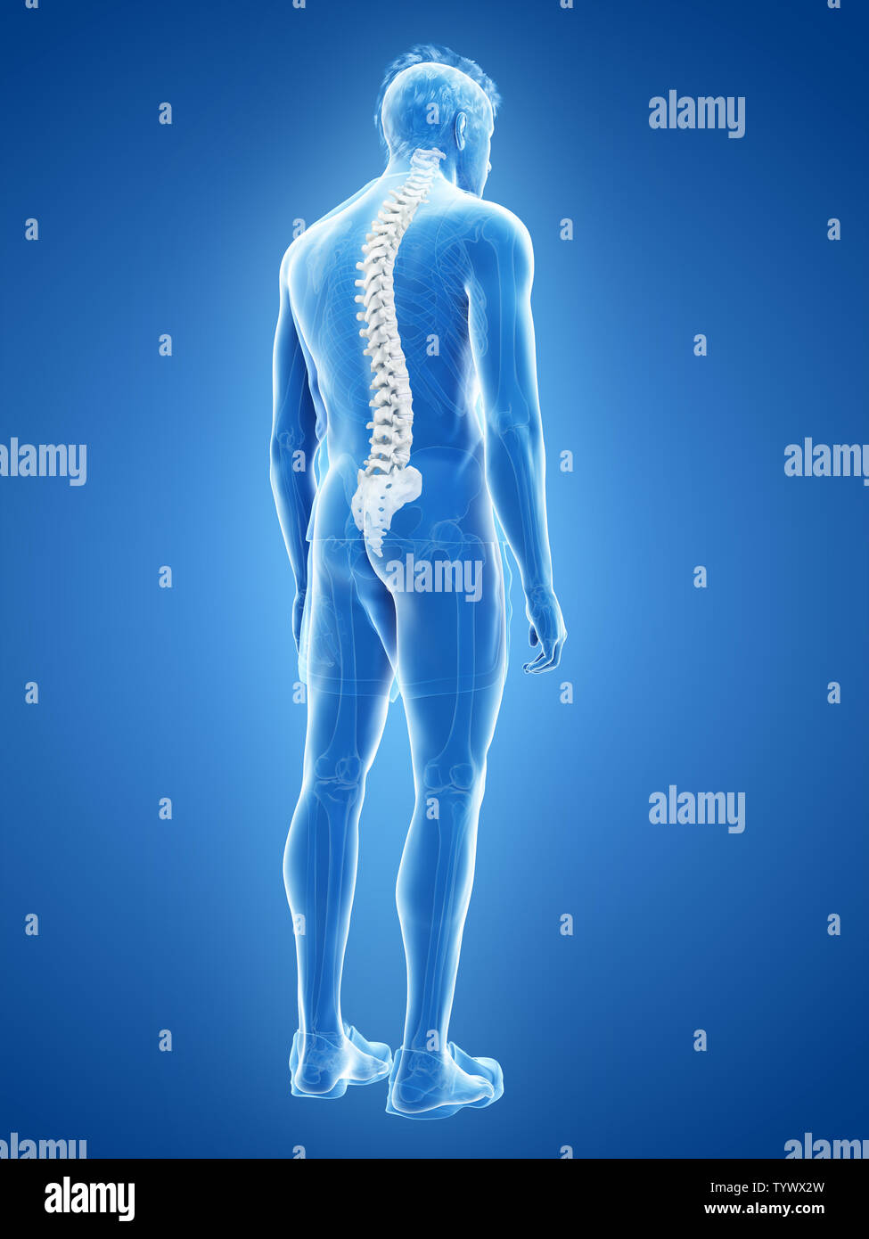 3d rendered medically accurate illustration of the human spine Stock ...