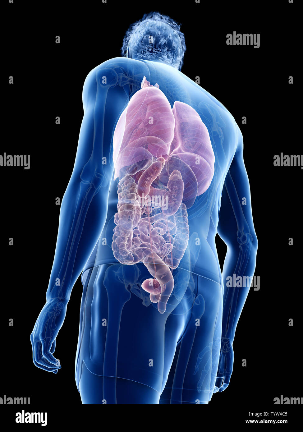 3d rendered medically accurate illustration of the human organs Stock ...