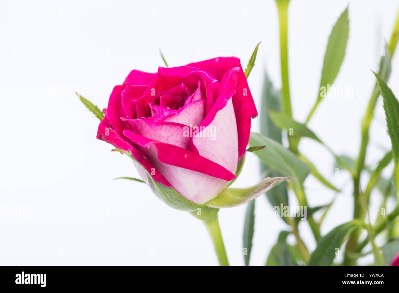 Posenina with long roses hi-res stock photography and images - Alamy