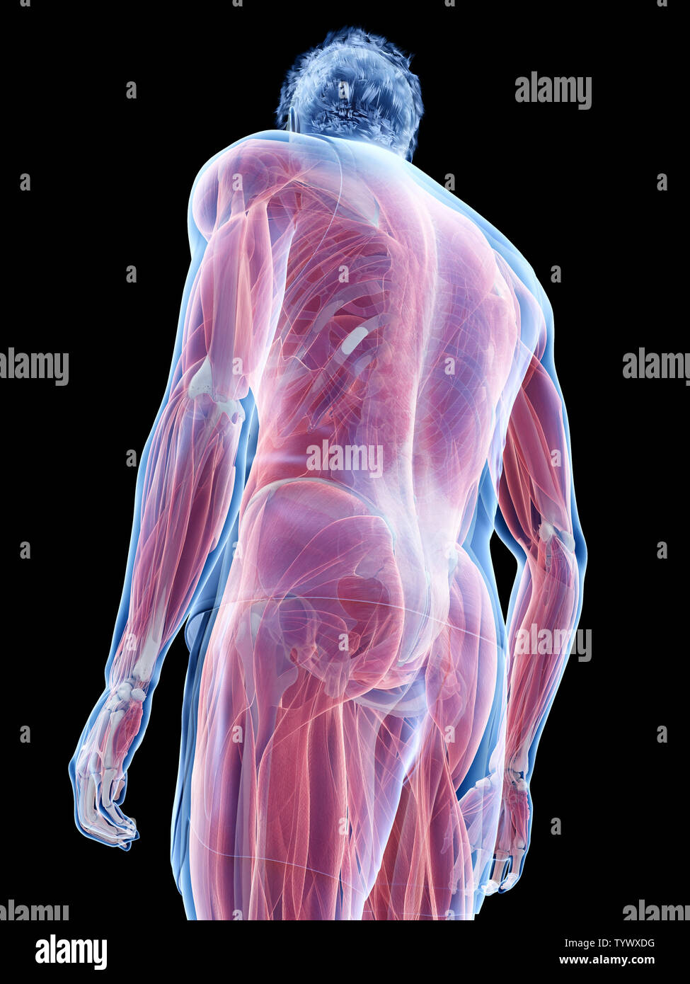 3d rendered medically accurate illustration of the male muscle system ...