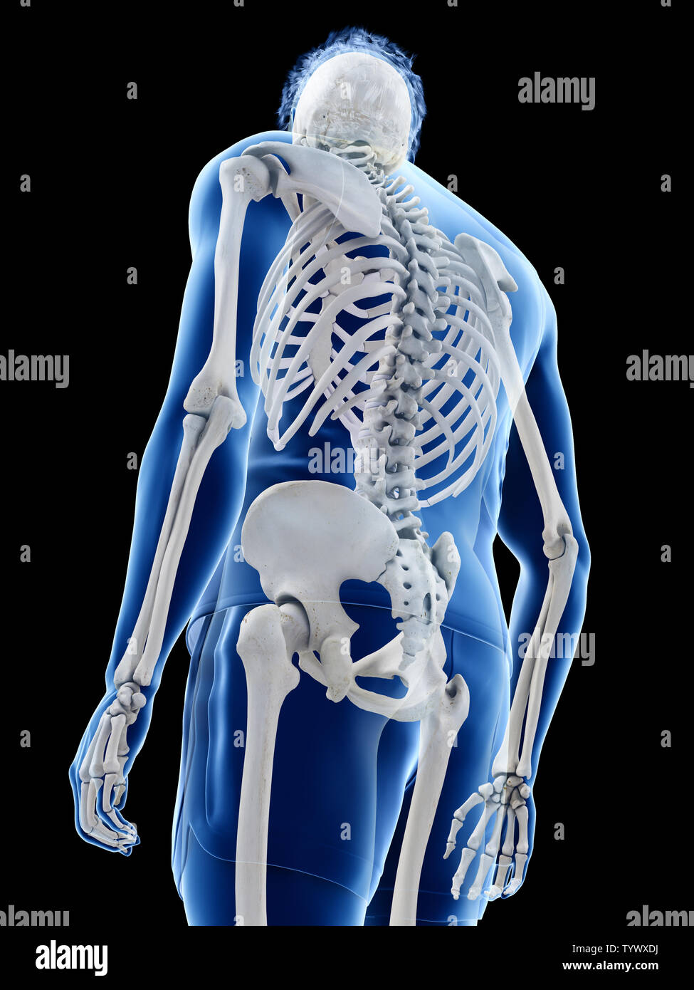 3d rendered medically accurate illustration of the human skeletal ...