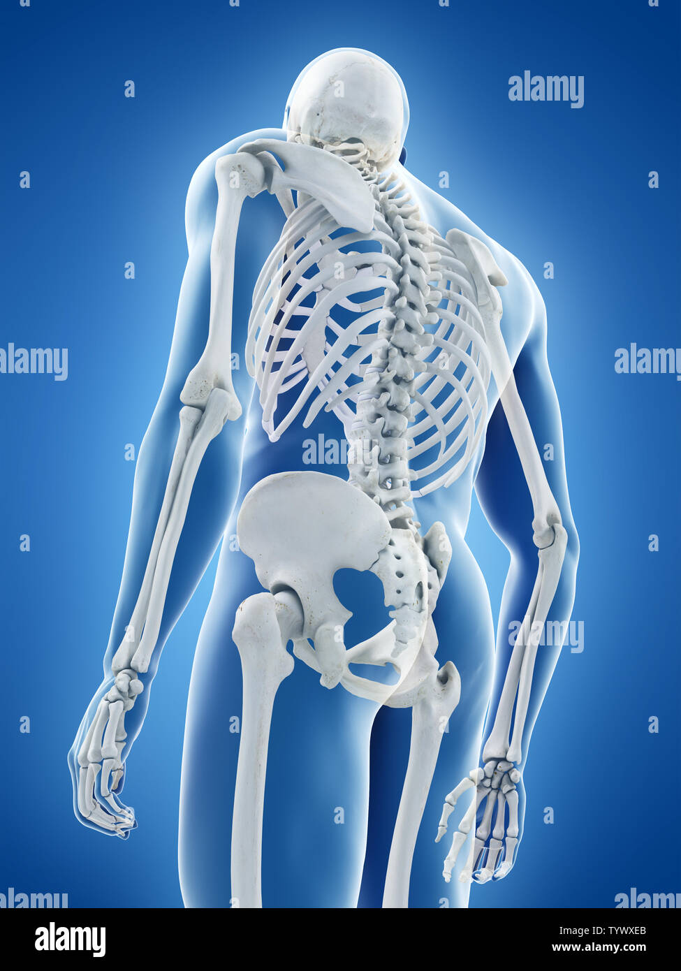 3d rendered medically accurate illustration of the human skeletal ...