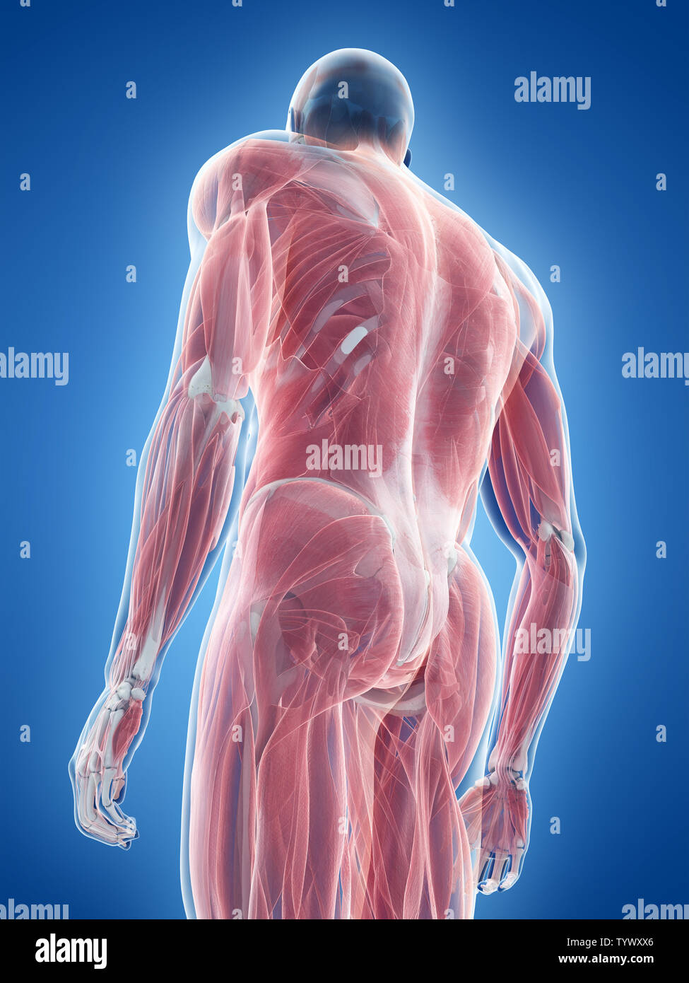 3d rendered medically accurate illustration of the male muscle system ...
