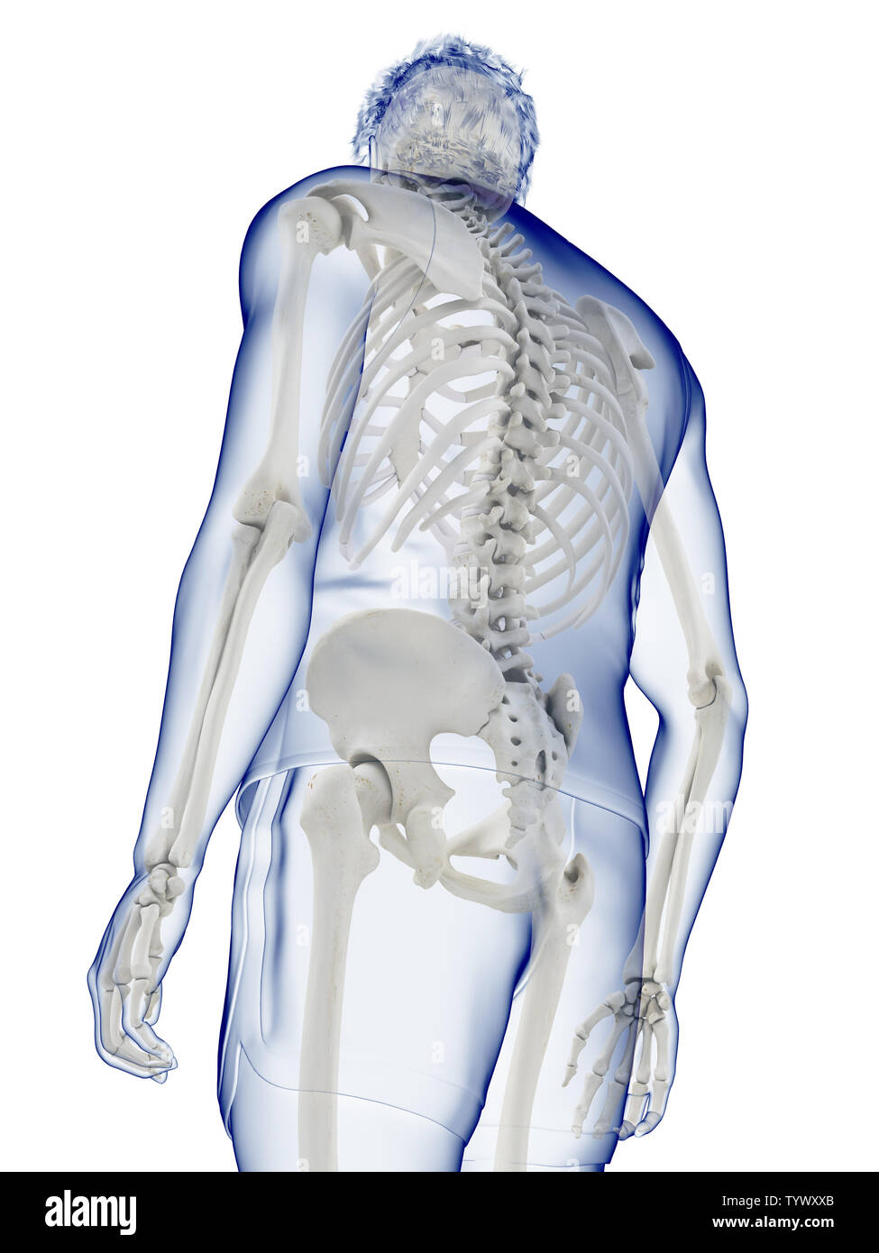 3d rendered medically accurate illustration of the human skeletal ...