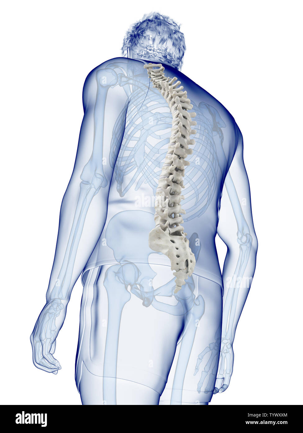 3d rendered medically accurate illustration of the human spine Stock ...