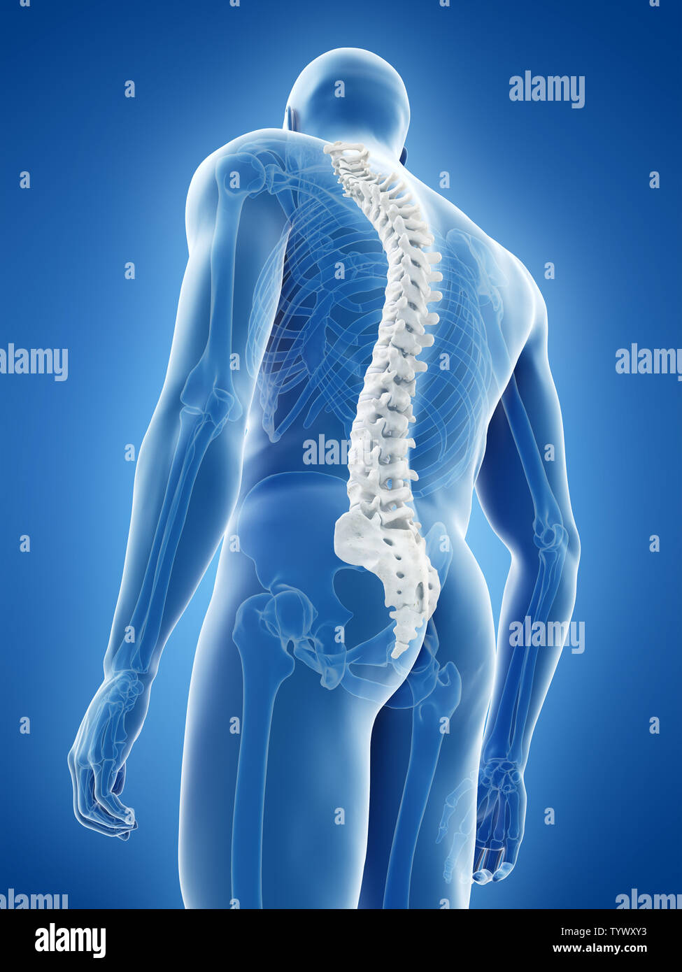 3d rendered medically accurate illustration of the human spine Stock ...