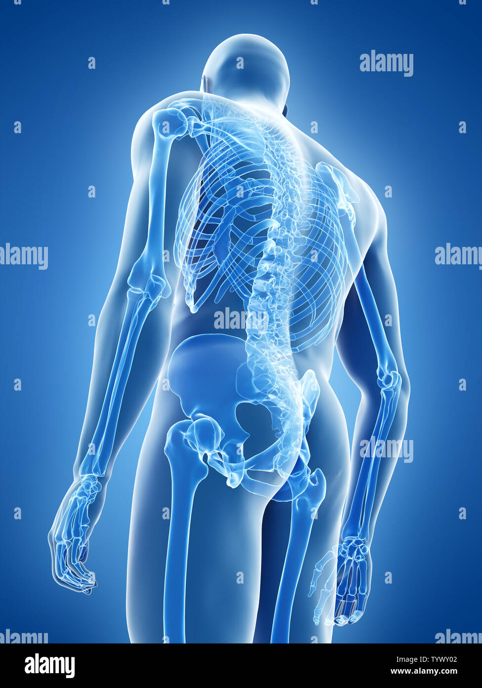 3d rendered medically accurate illustration of the human skeletal ...