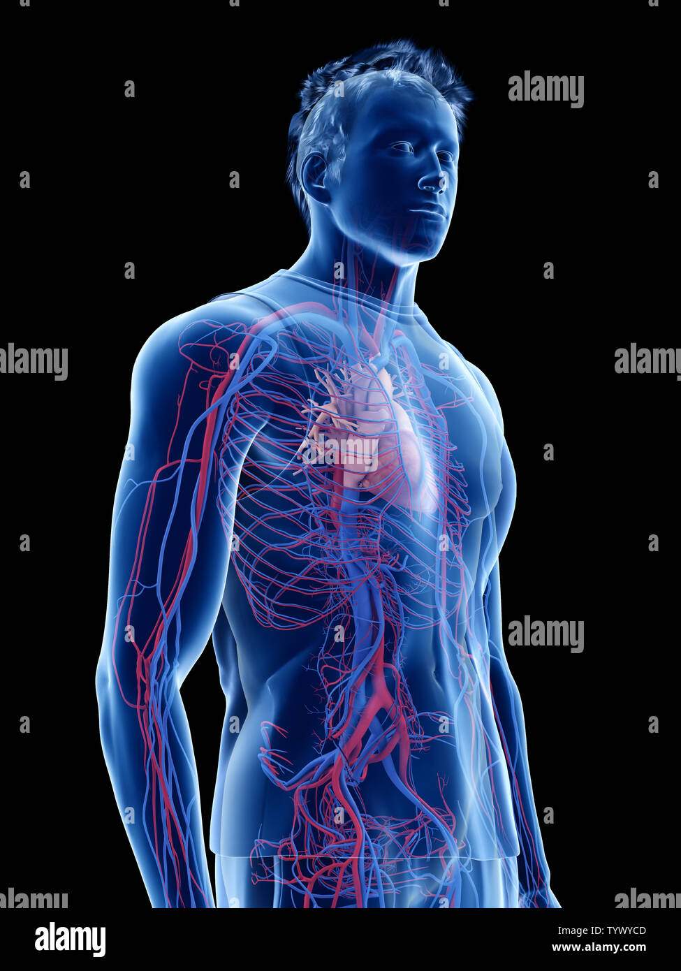 3d rendered medically accurate illustration of the human heart and ...