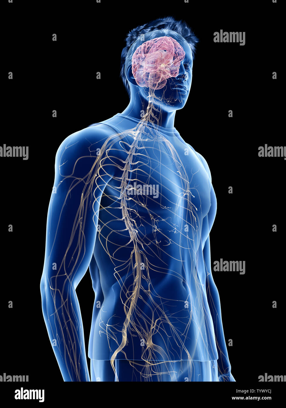 Human nervous system hi-res stock photography and images - Alamy
