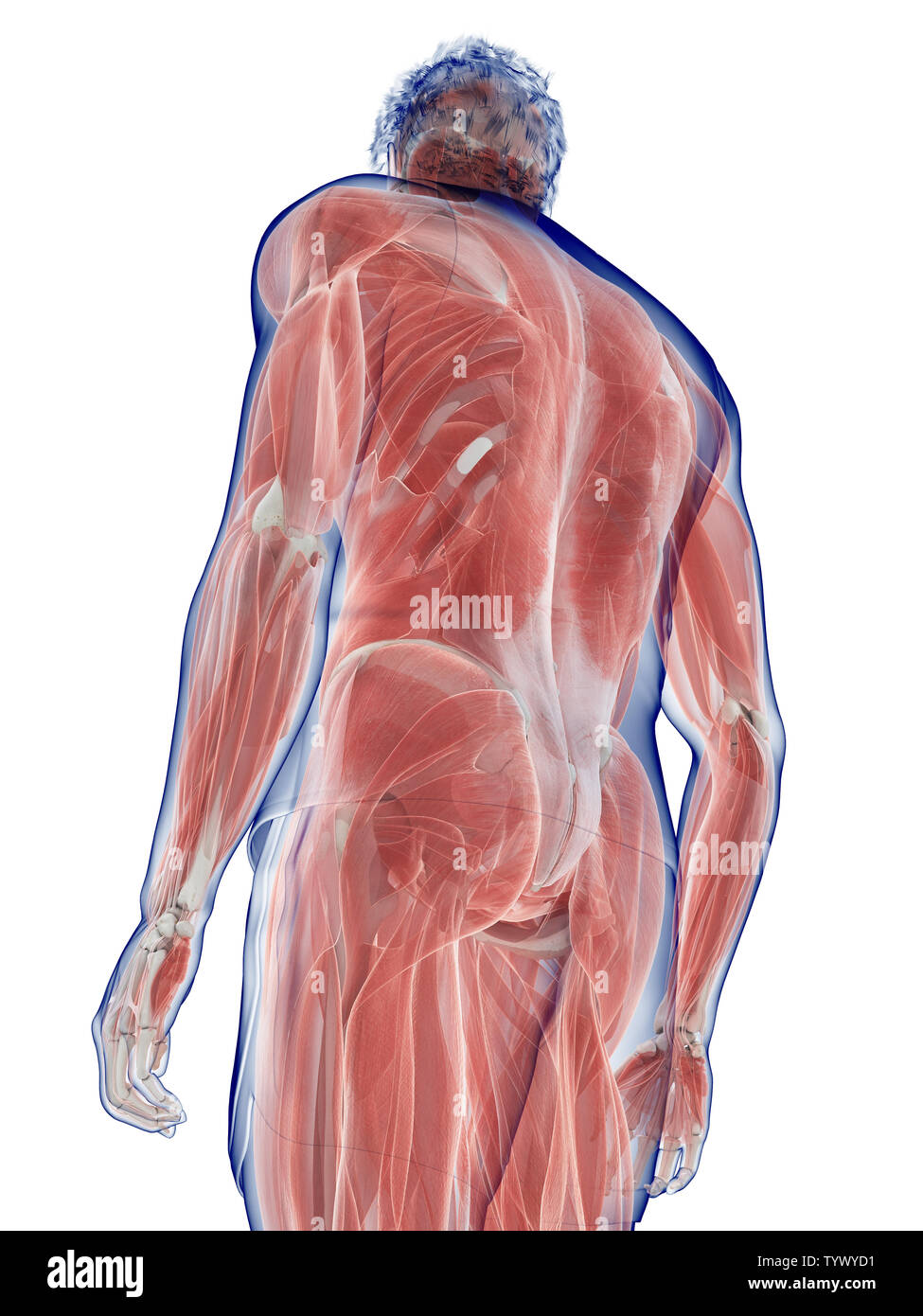 3d rendered medically accurate illustration of the male muscle system ...