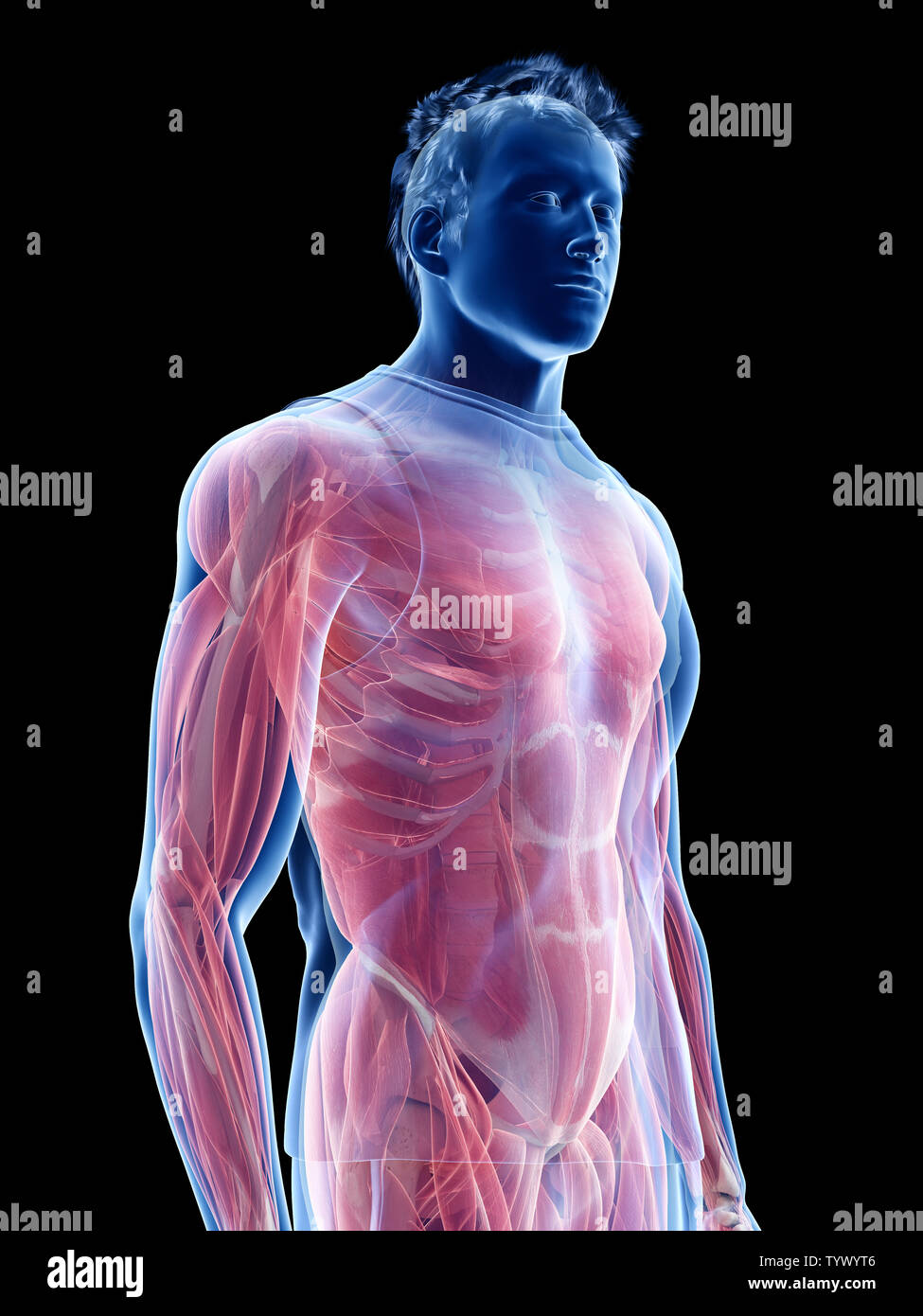 3d rendered medically accurate illustration of the male muscle system ...