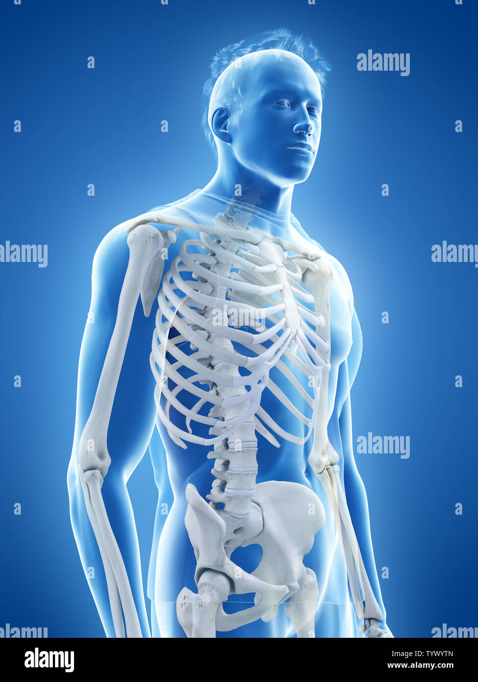 3d rendered medically accurate illustration of the human skeletal ...
