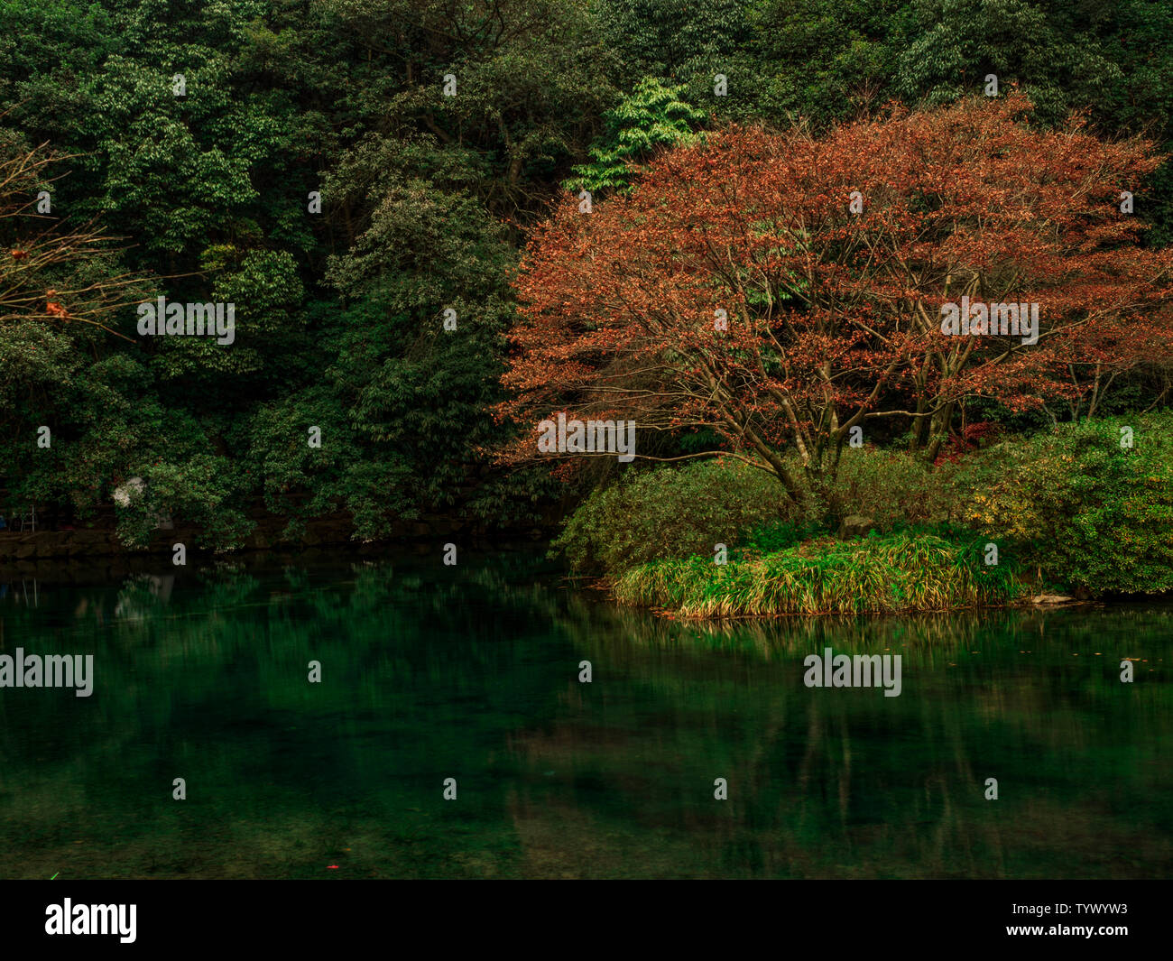 jiuxi opium tree Stock Photo - Alamy